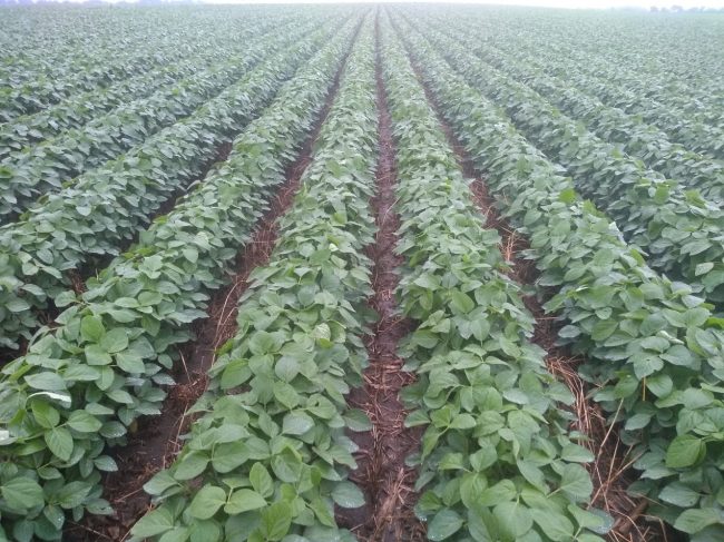 Crop Production – Extension Lafayette County